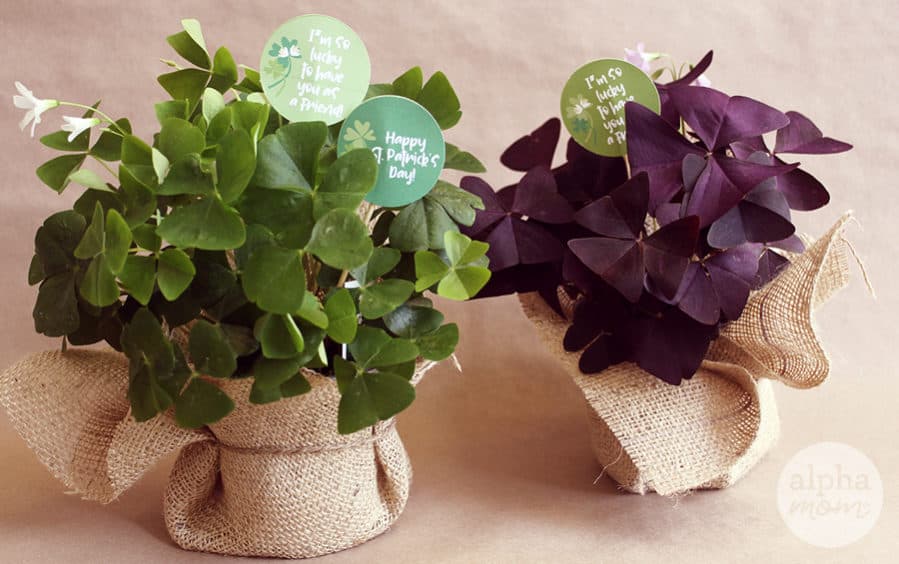 Shamrock Plant Gift for St. Patrick's Day | Alpha Mom